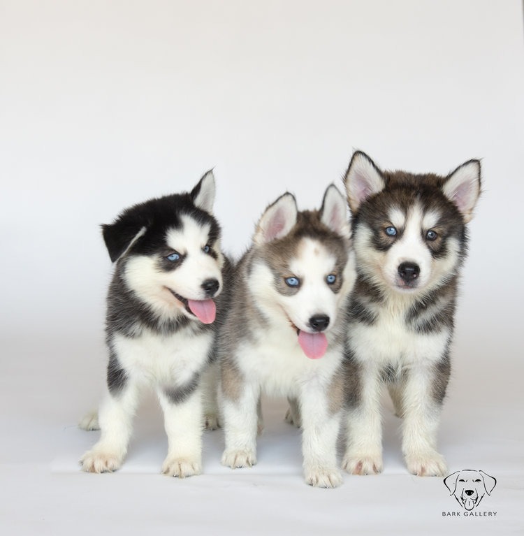 About – Wagging Tails Rescue