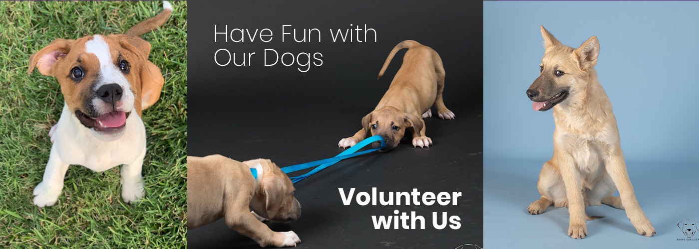 Wagging Tails Rescue – Love starts with a wet nose and ends with a ...