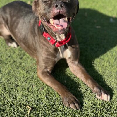 Available Dogs – Wagging Tails Rescue