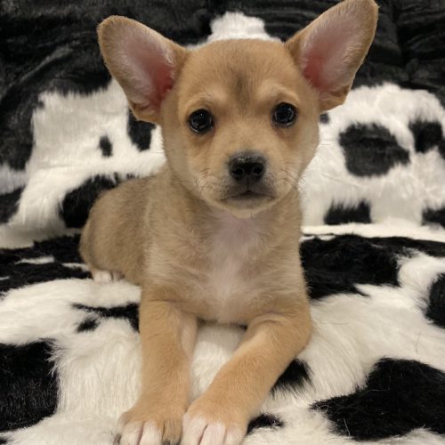 Available Dogs – Wagging Tails Rescue