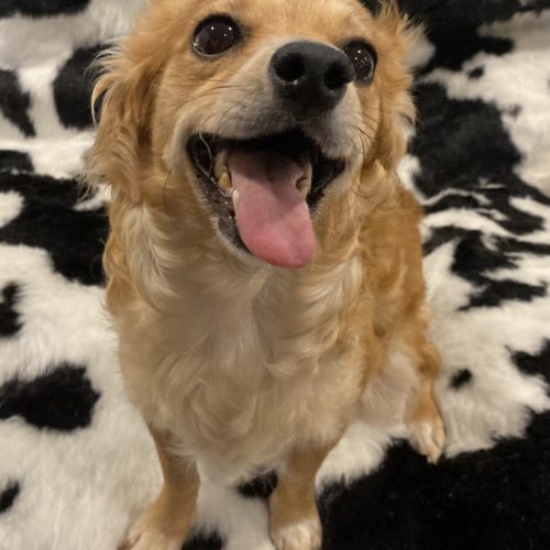 Available Dogs – Wagging Tails Rescue