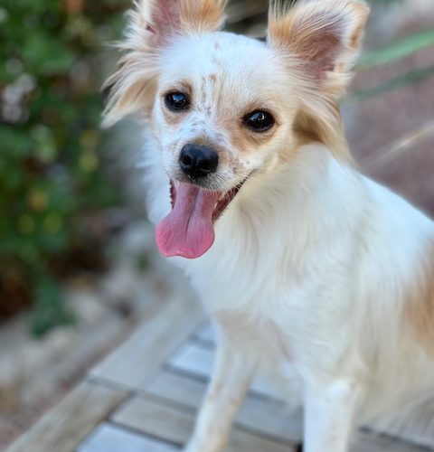 Sugar – Wagging Tails Rescue