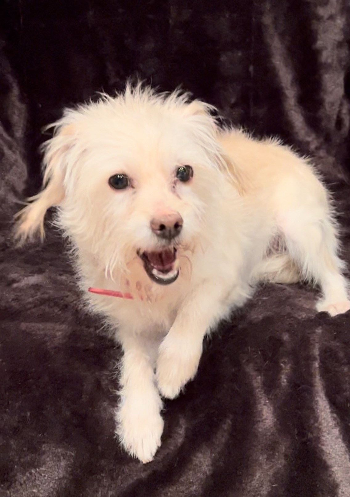 Ellie – Wagging Tails Rescue