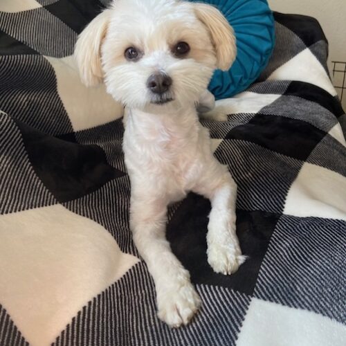 Leia – Wagging Tails Rescue