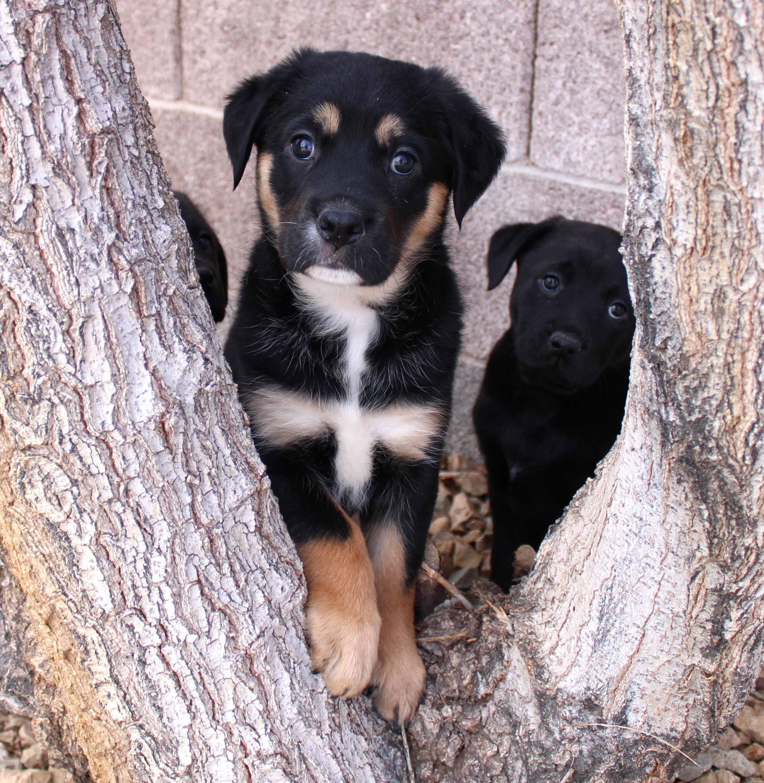 Dolly – Wagging Tails Rescue