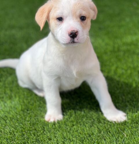 Chrissy – Wagging Tails Rescue