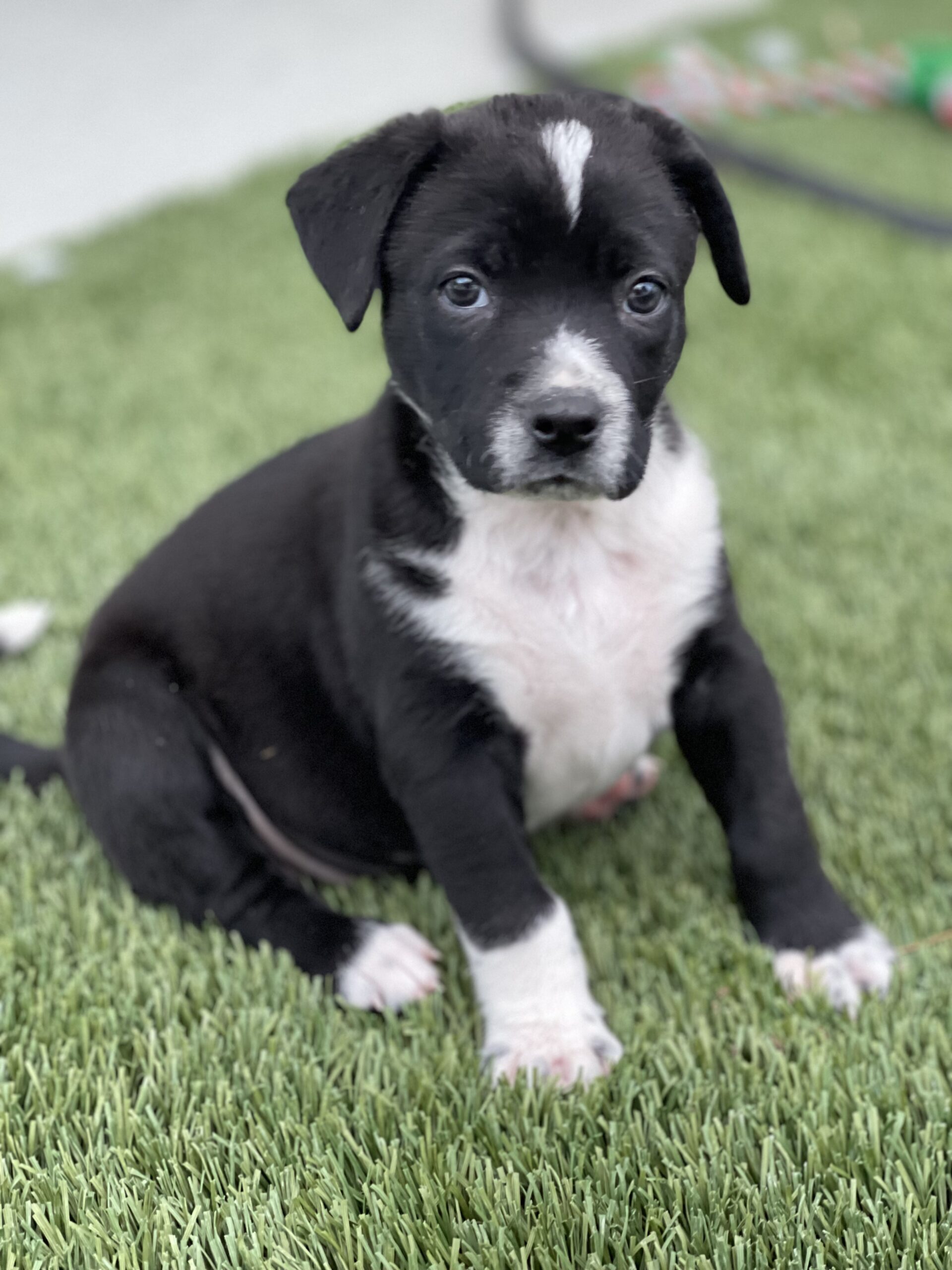 Delaney – Wagging Tails Rescue