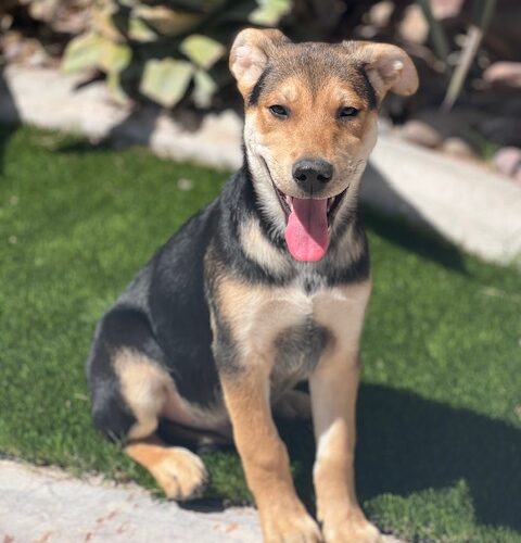 Johnny – Wagging Tails Rescue