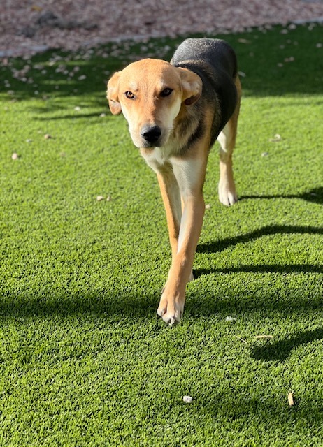 Milo – Wagging Tails Rescue