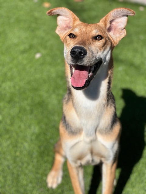 Milo – Wagging Tails Rescue