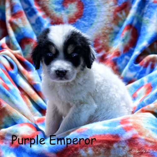 Available Dogs – Wagging Tails Rescue