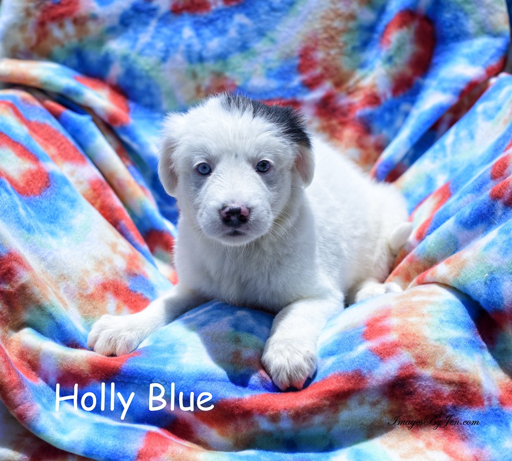 Holly Blue – Wagging Tails Rescue