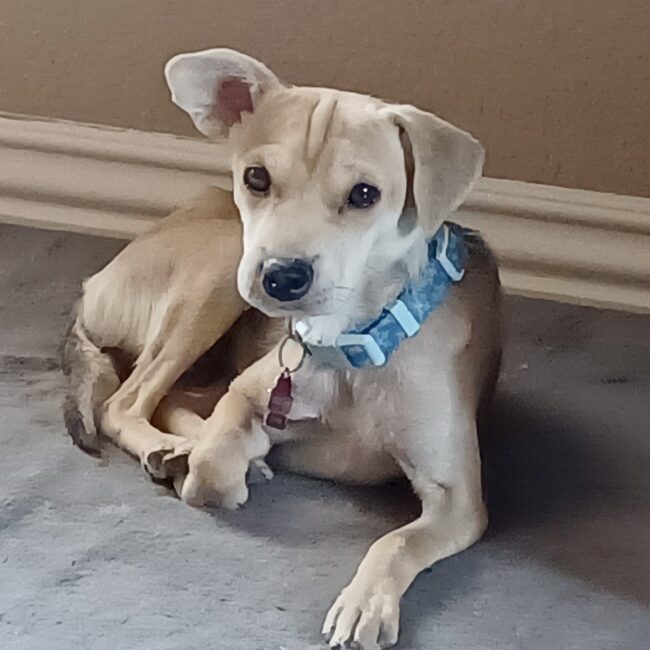 Available Dogs – Wagging Tails Rescue