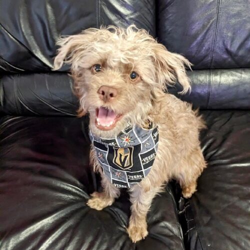 Available Dogs – Wagging Tails Rescue