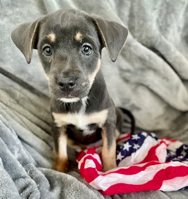 Glory – Wagging Tails Rescue