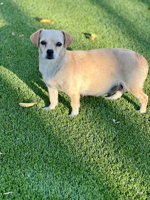 The Nursery – Wagging Tails Rescue