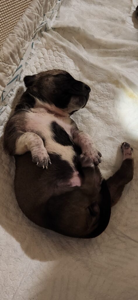 The Nursery – Wagging Tails Rescue