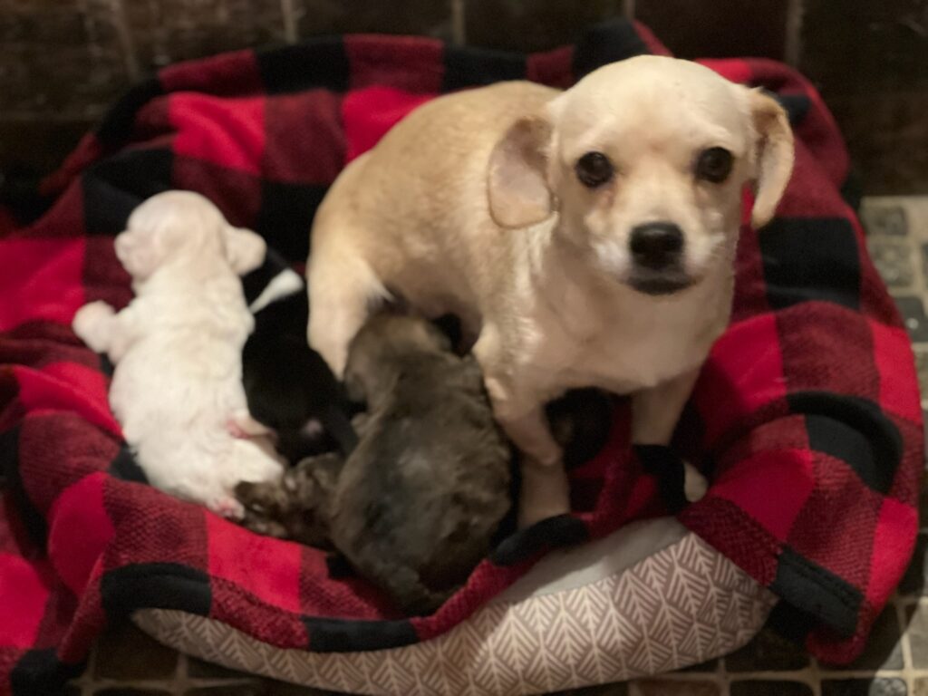 The Nursery – Wagging Tails Rescue