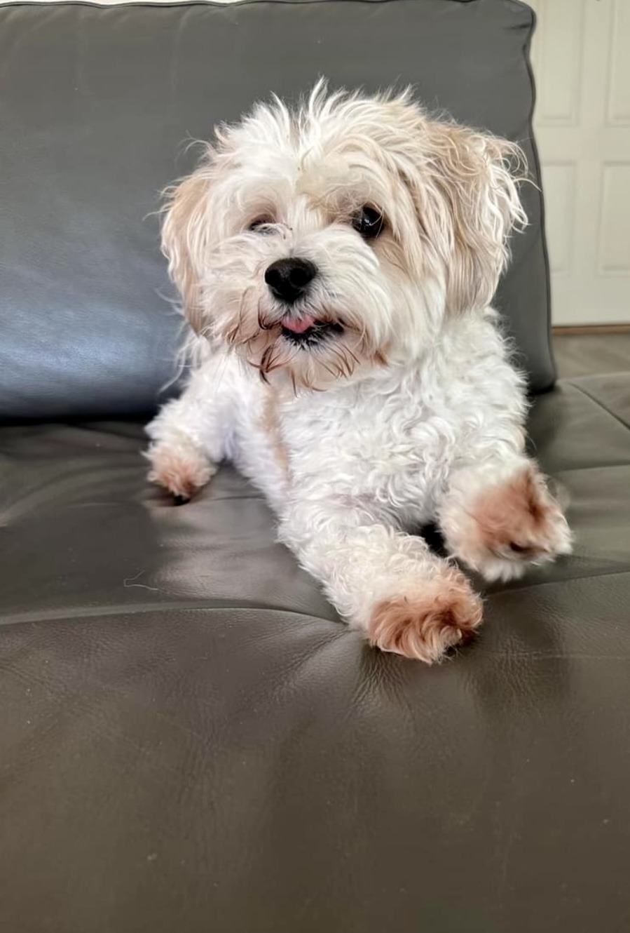 Kona – Wagging Tails Rescue