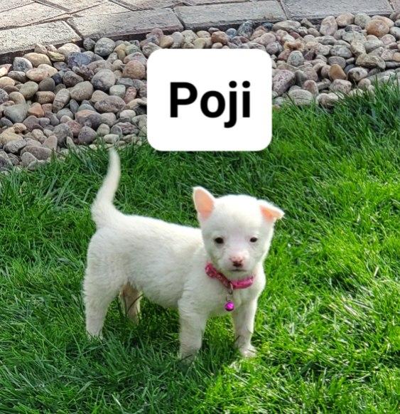 Poji – Wagging Tails Rescue