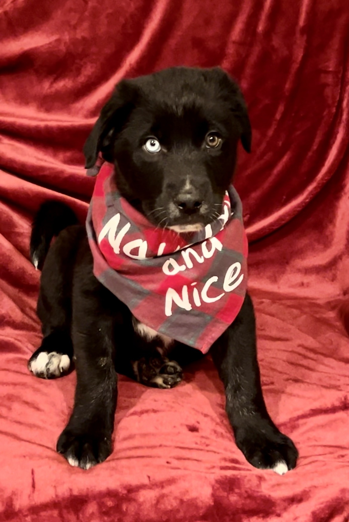 Ace – Wagging Tails Rescue