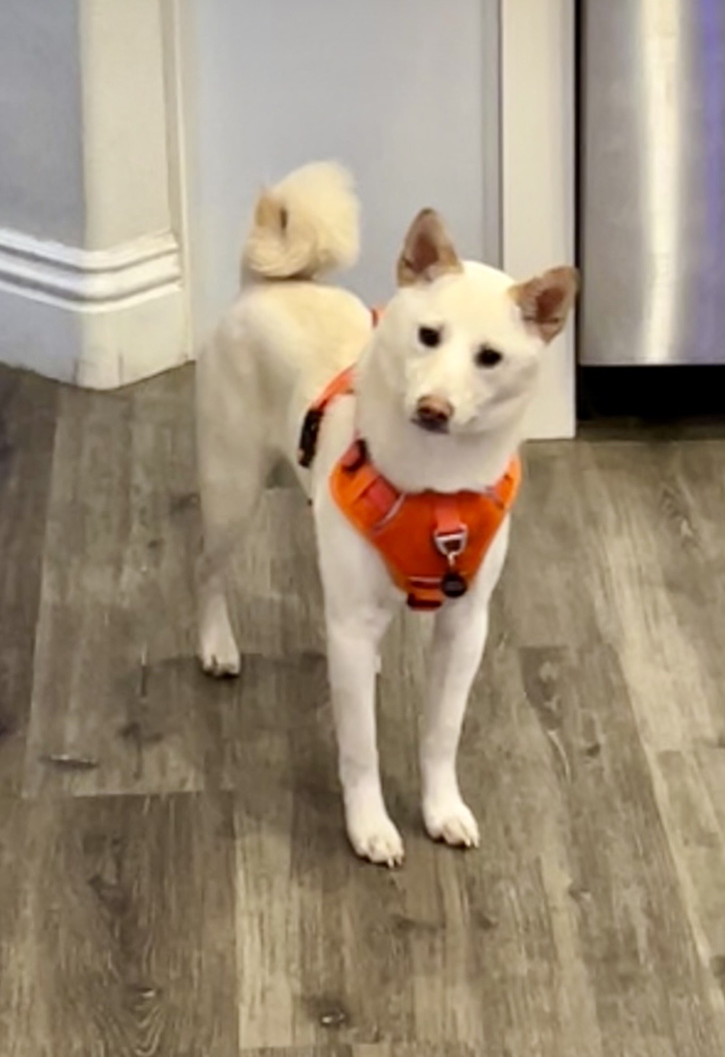 Jasper – Wagging Tails Rescue