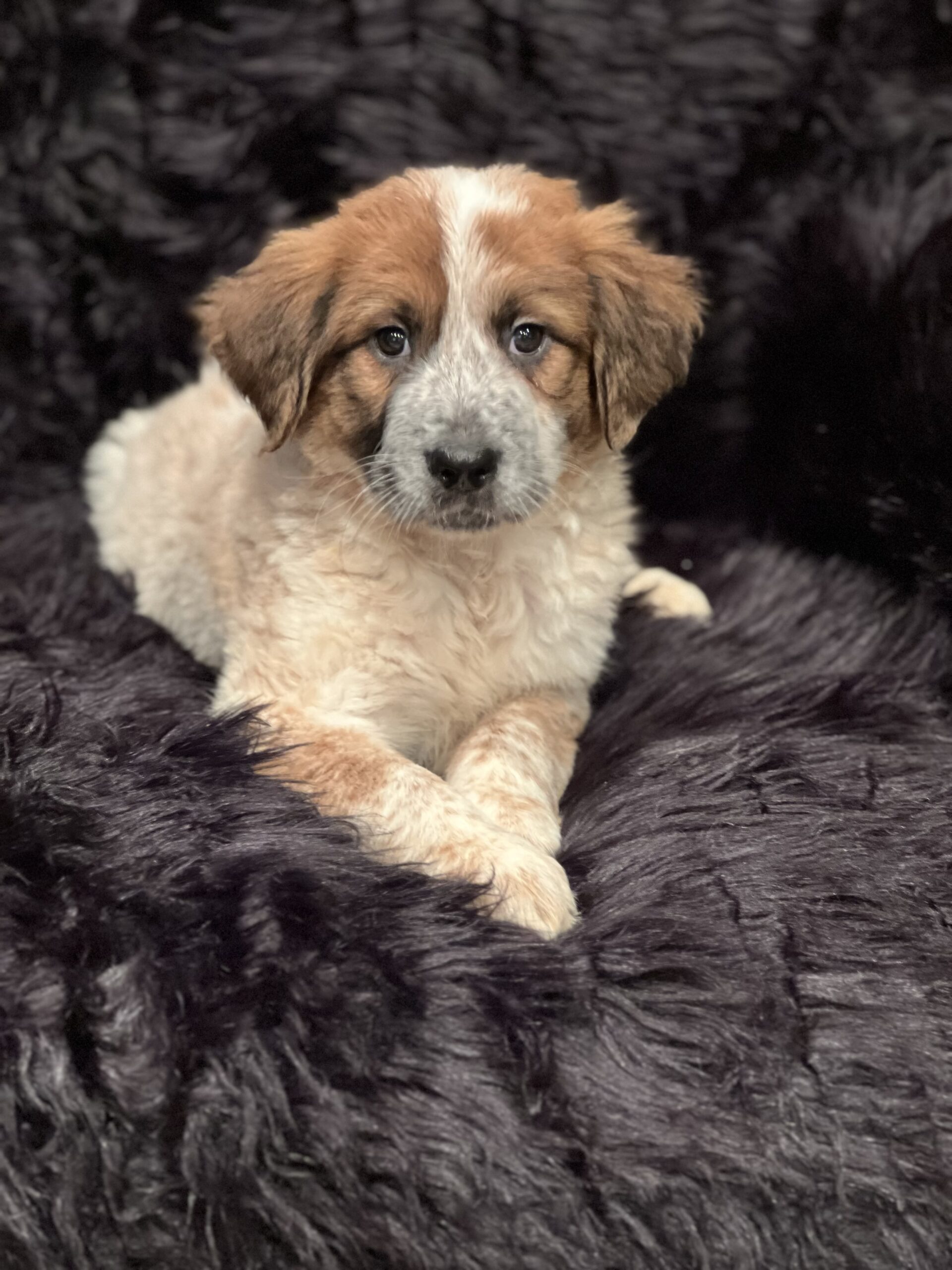 Titan – Wagging Tails Rescue