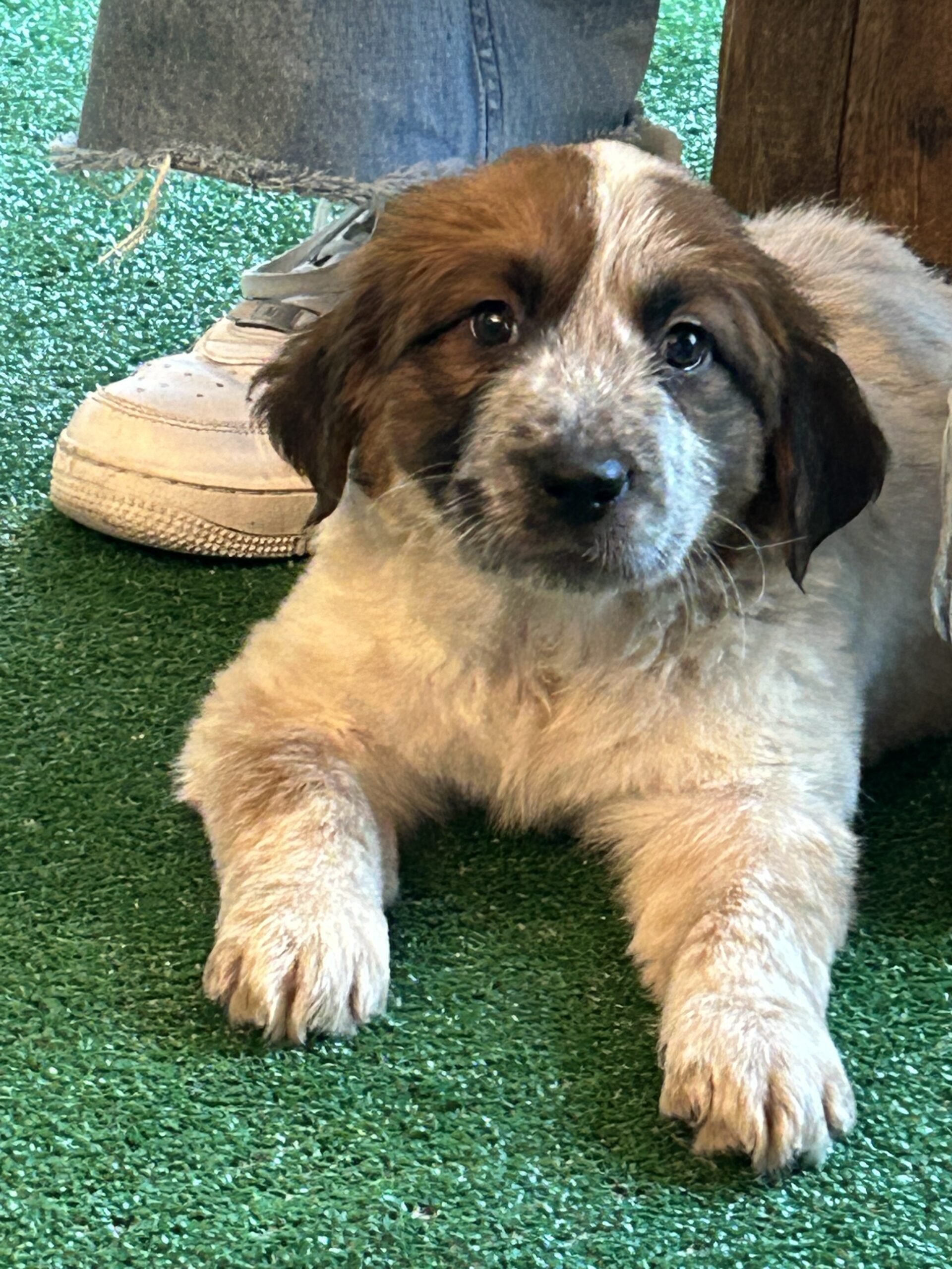 Titan – Wagging Tails Rescue