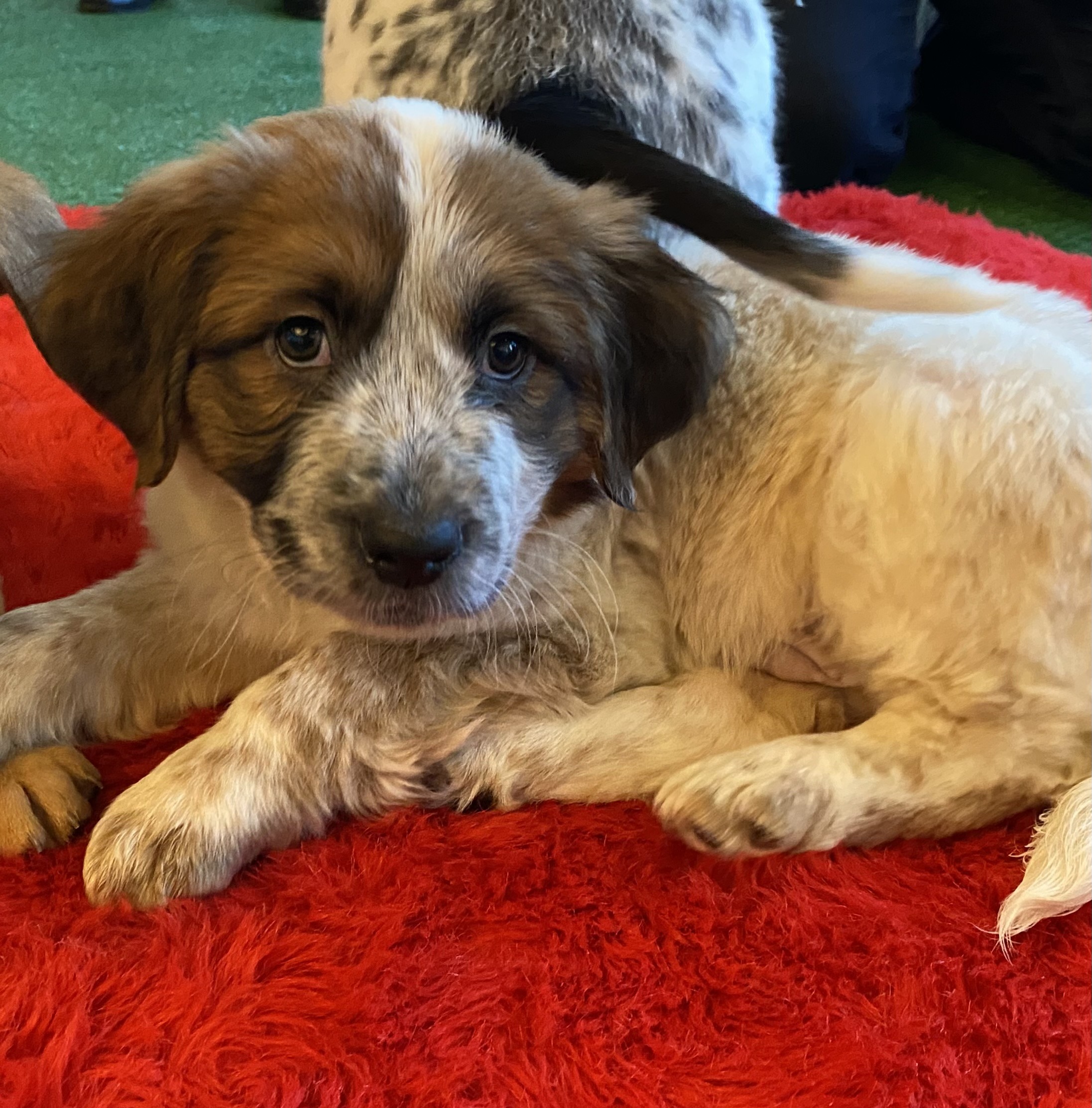 Titan – Wagging Tails Rescue