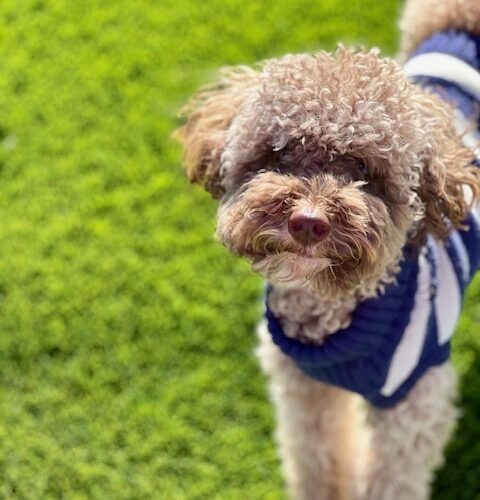 Rocky – Wagging Tails Rescue