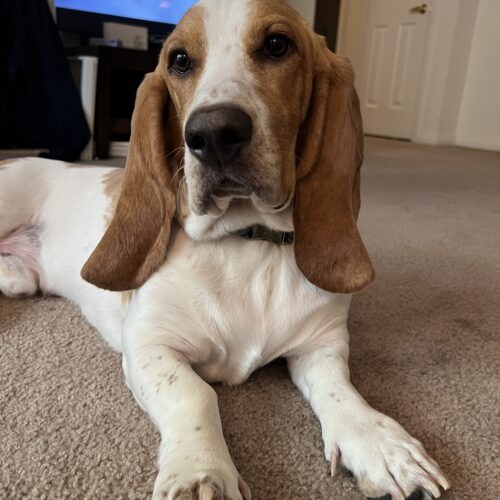 Bleu – Wagging Tails Rescue