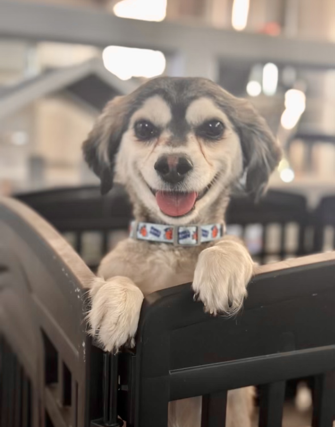 Meeko – Wagging Tails Rescue