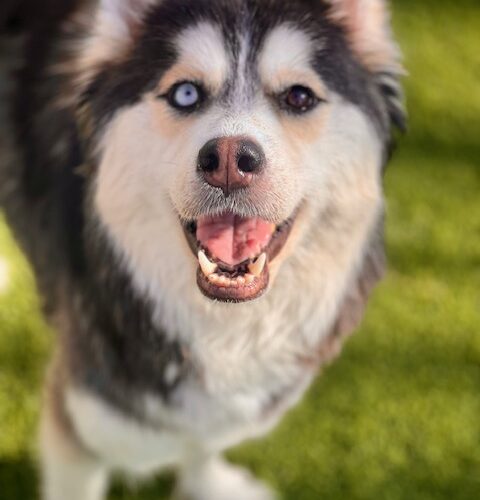 Georgia – Wagging Tails Rescue