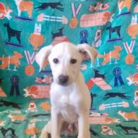 Available Dogs – Wagging Tails Rescue