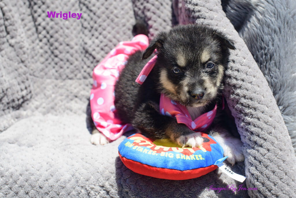 The Nursery – Wagging Tails Rescue