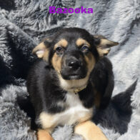 Available Dogs – Wagging Tails Rescue