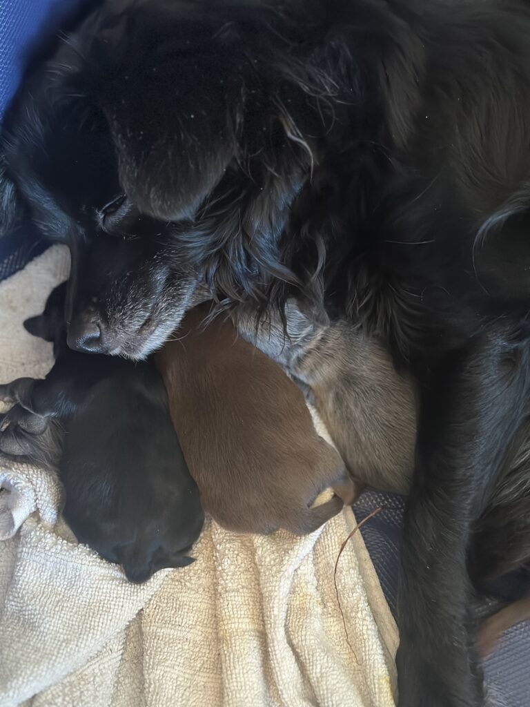 The Nursery – Wagging Tails Rescue