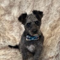 Available Dogs – Wagging Tails Rescue