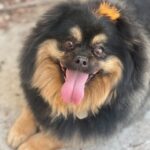 Available Dogs – Wagging Tails Rescue