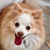 Available Dogs – Wagging Tails Rescue