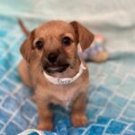 Available Dogs – Wagging Tails Rescue