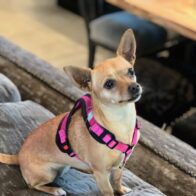 Available Dogs – Wagging Tails Rescue