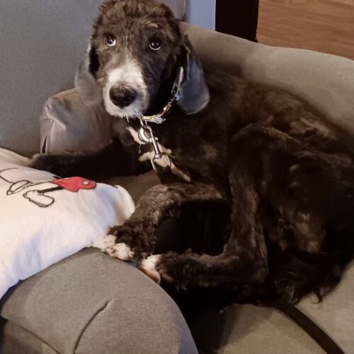 Available Dogs – Wagging Tails Rescue