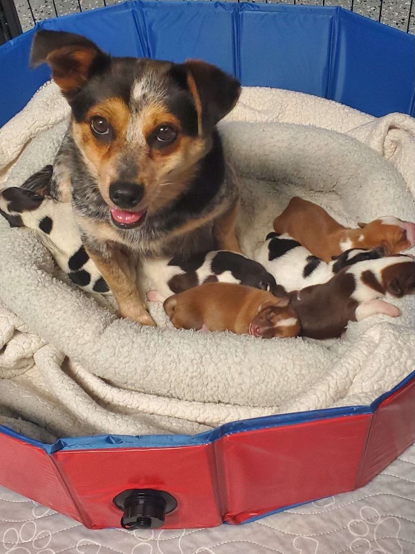 The Nursery – Wagging Tails Rescue