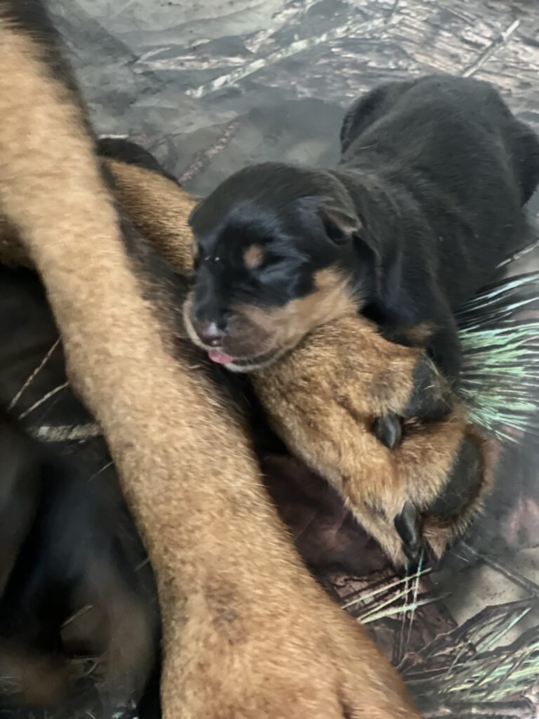 The Nursery – Wagging Tails Rescue