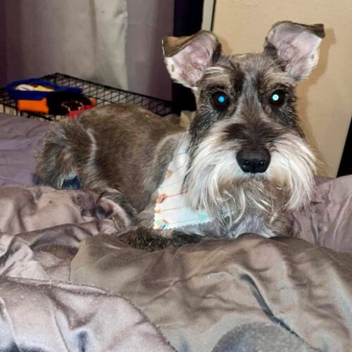 Available Dogs – Wagging Tails Rescue