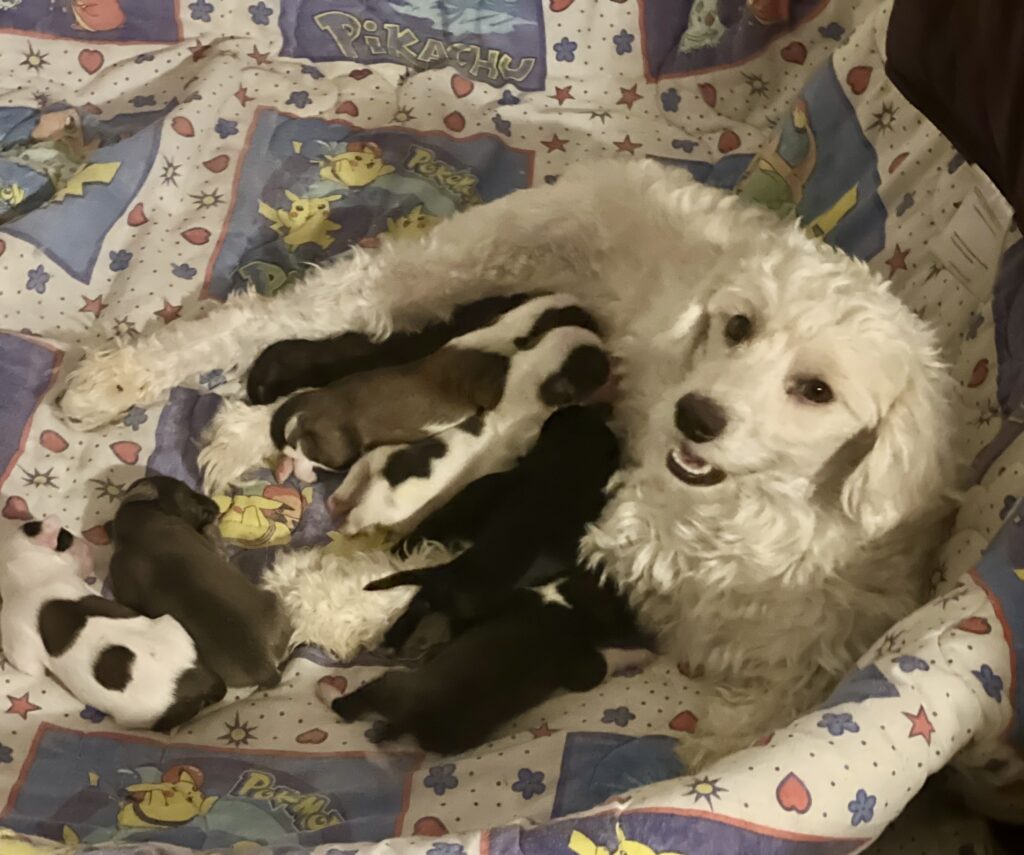 The Nursery – Wagging Tails Rescue