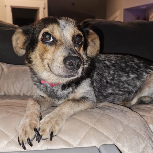 Available Dogs – Wagging Tails Rescue