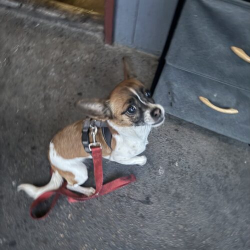 Available Dogs – Wagging Tails Rescue