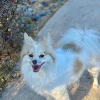 Available Dogs – Wagging Tails Rescue